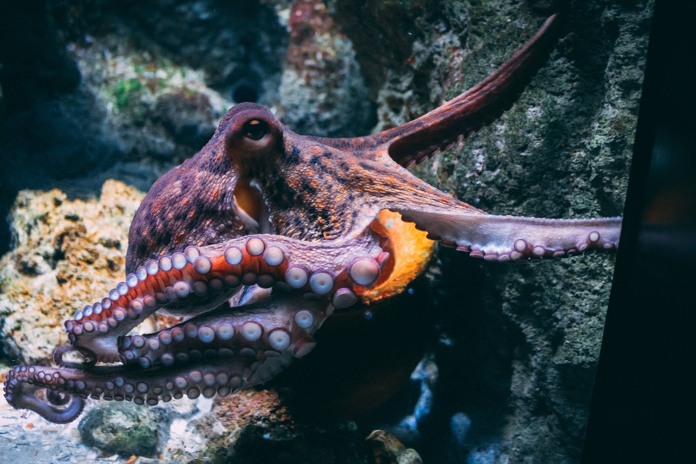 Encounter Giant Pacific Octopus in Alaska | Lady of the Sea Adventures